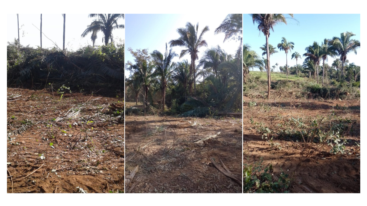 Incra reconhece território quilombola Peixes e comunidade denuncia ...